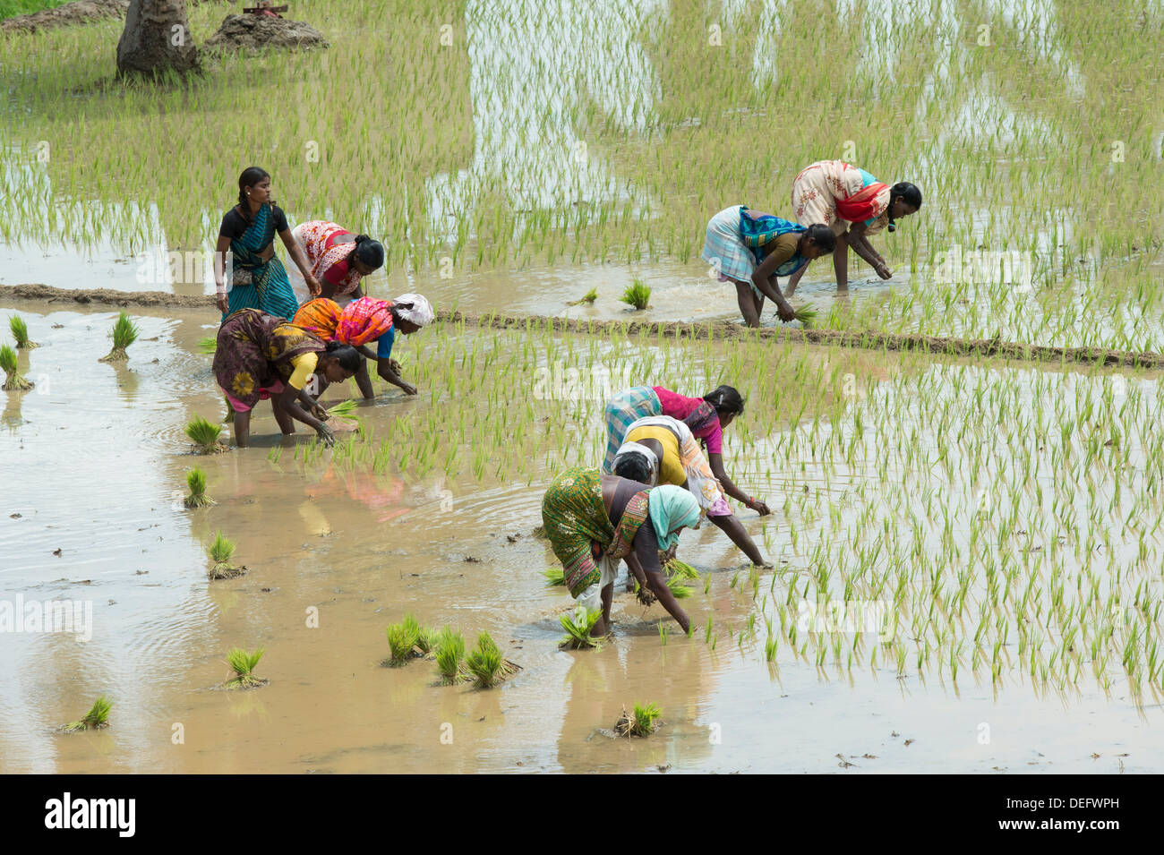 Lady in rice paddy fields hi-res stock photography and images - Alamy