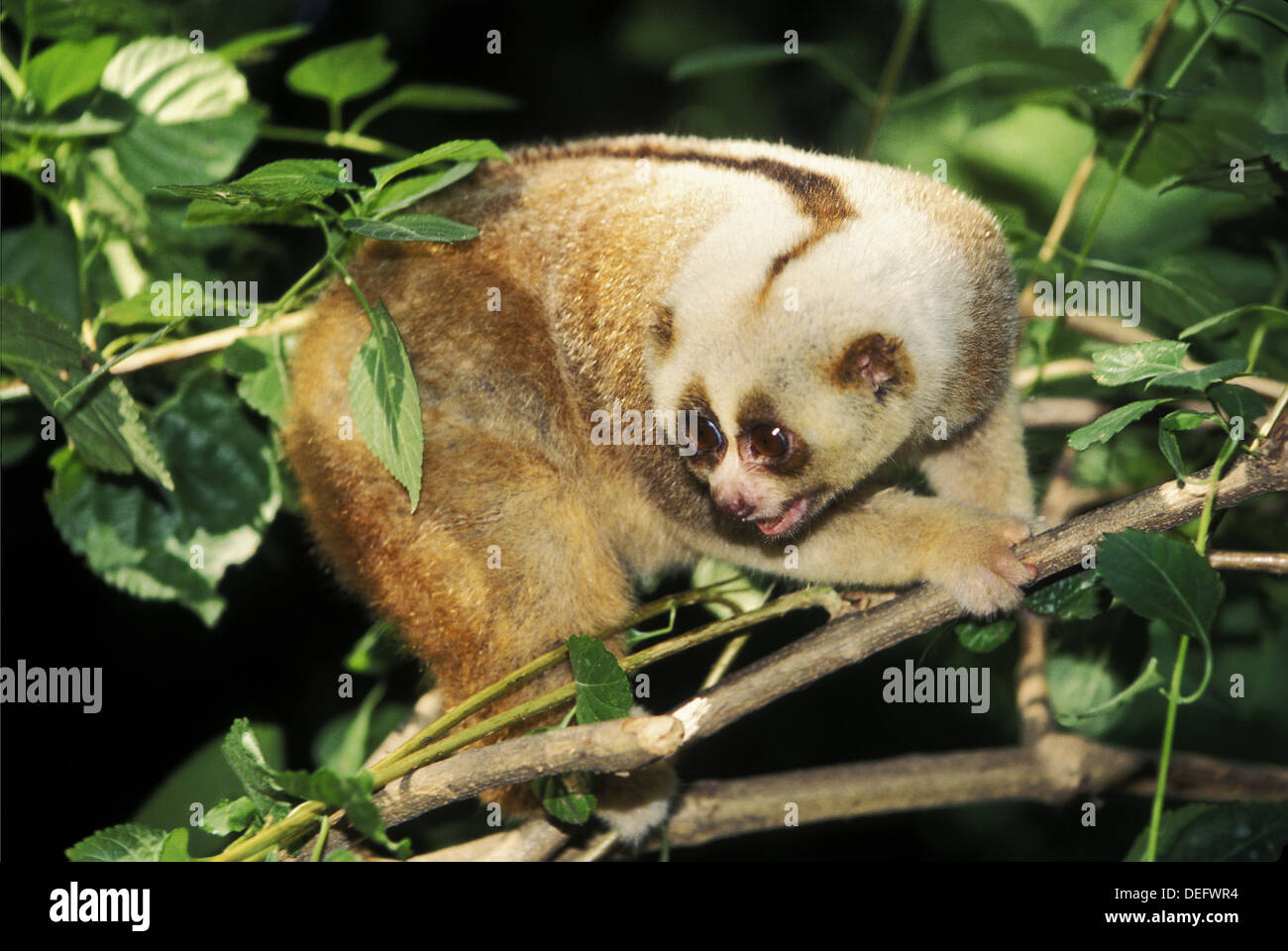 Greater slow loris hi-res stock photography and images - Alamy