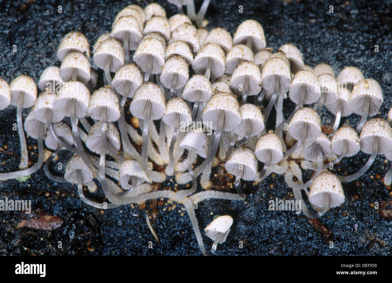 Ink cap coprinus sp hi-res stock photography and images - Alamy