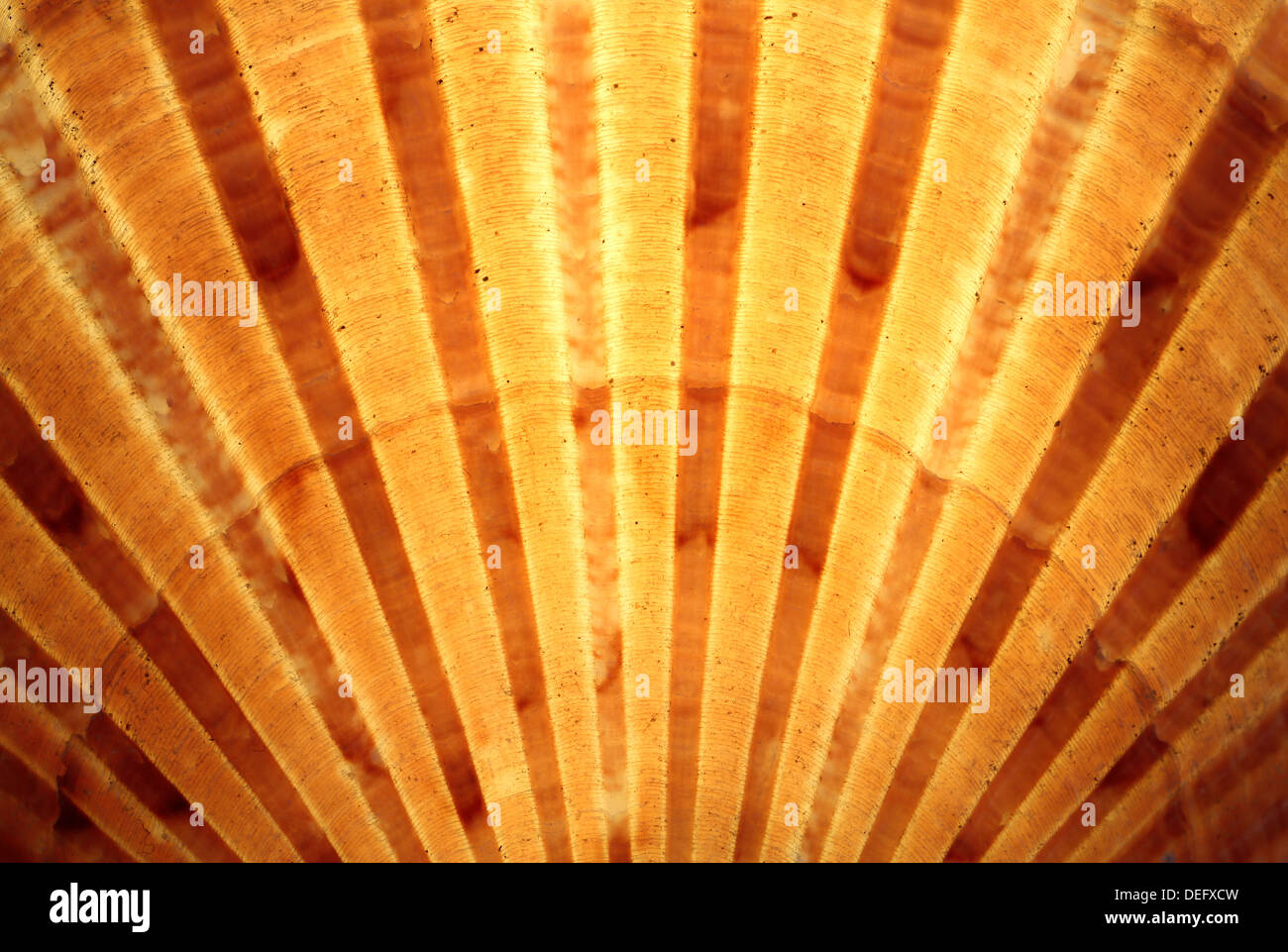 backlit scallop seashell Stock Photo - Alamy