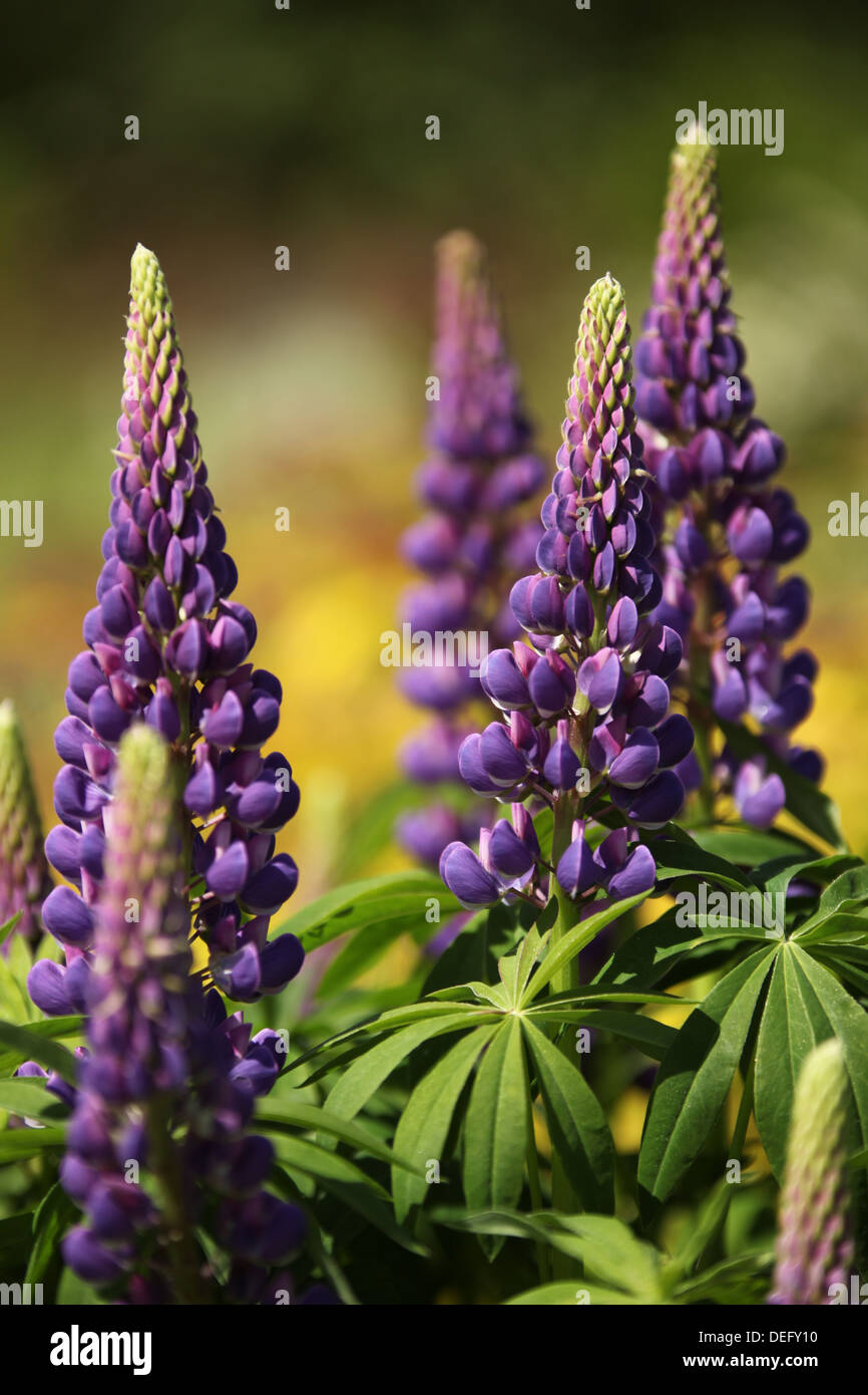 Orange lupin hi-res stock photography and images - Alamy