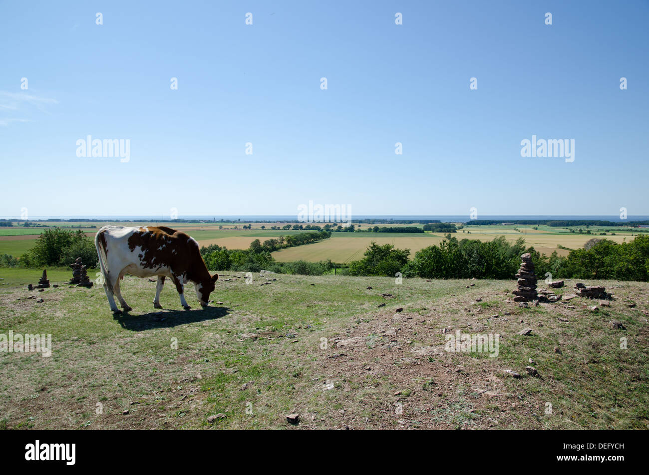 Nice cow hi-res stock photography and images - Alamy