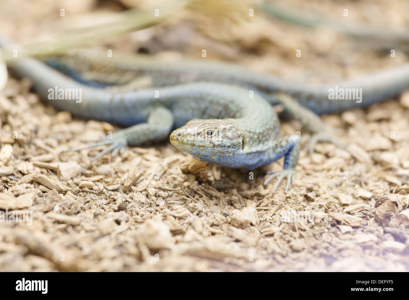 Balearic Wall Lizard Podarcis Lilfordi High Resolution Stock ...