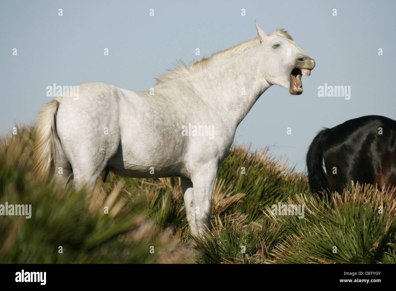 Neighing or whinnying hi-res stock photography and images - Alamy