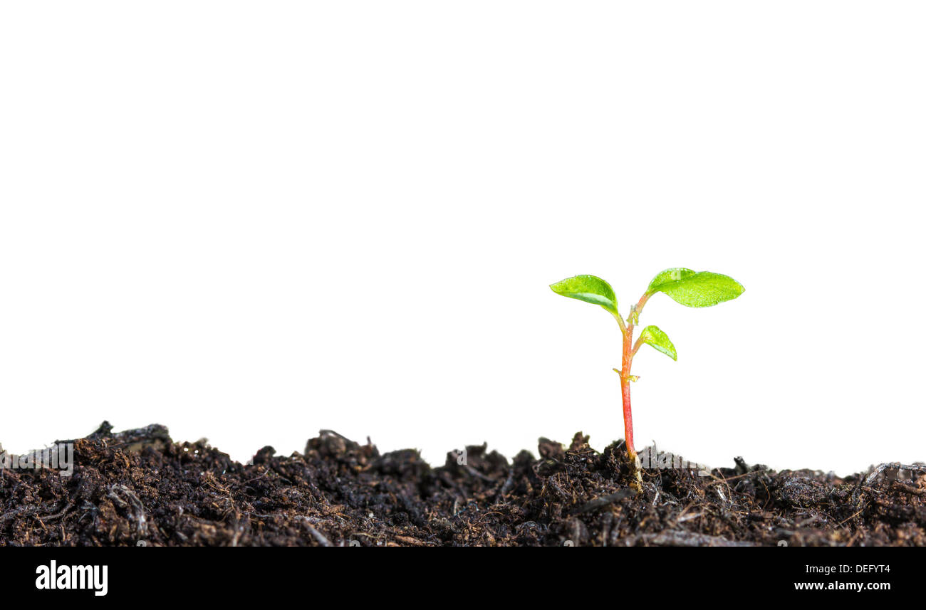Young plant sprouting from the ground hi-res stock photography and ...