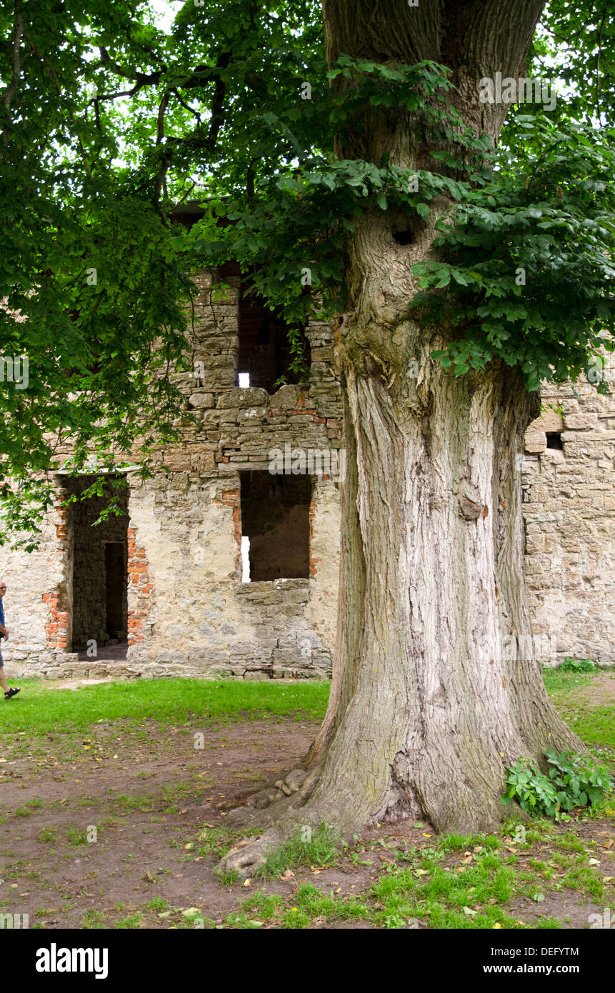 Big elm tree hi-res stock photography and images - Alamy