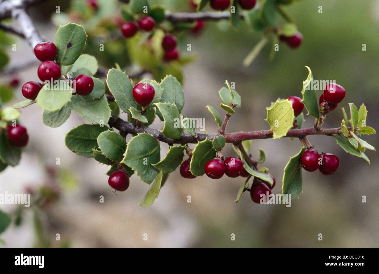Italian buckthorn rhamnus alaternus hi-res stock photography and images ...