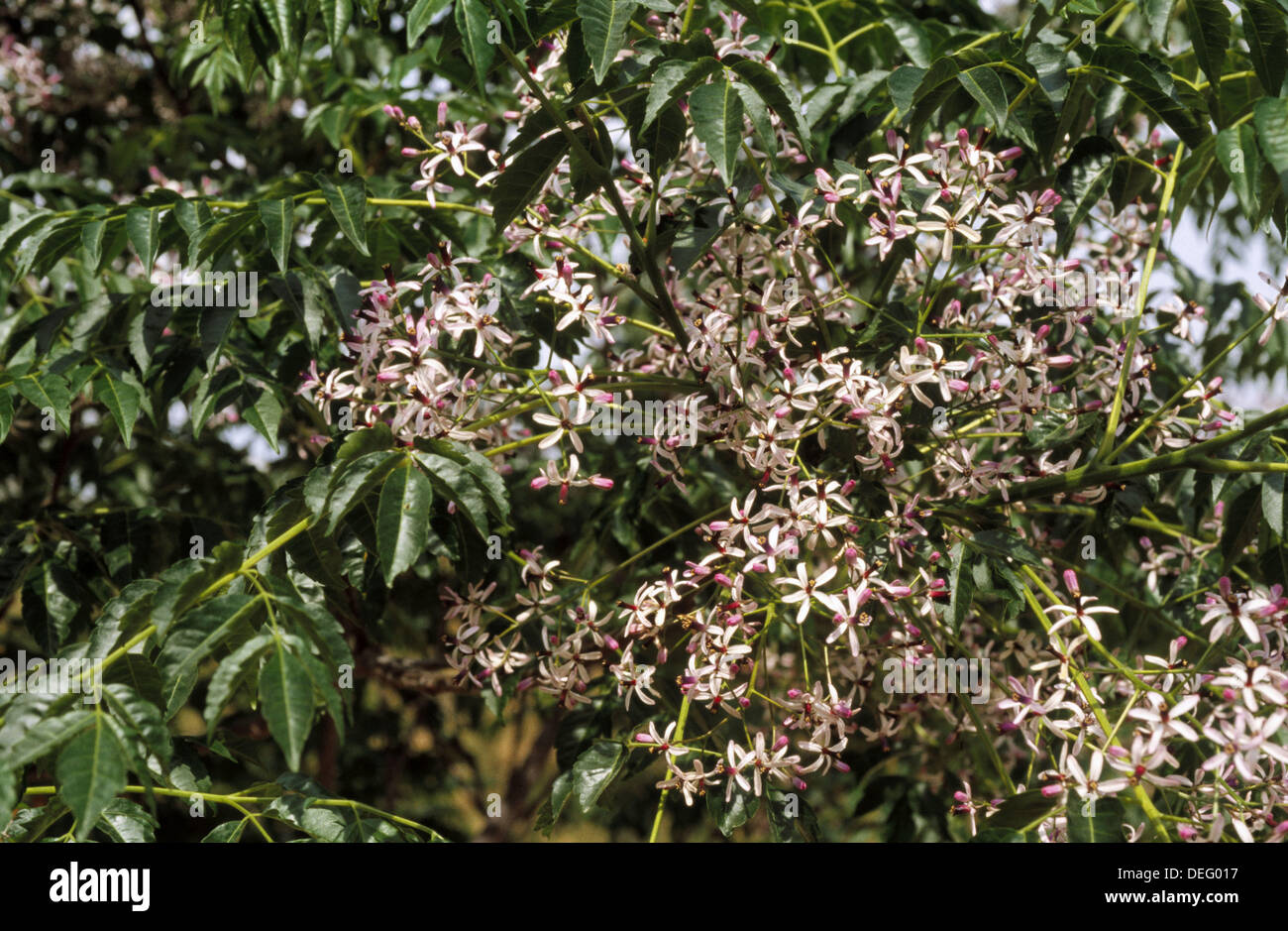 Chinaberry melia azedarach hi-res stock photography and images - Alamy