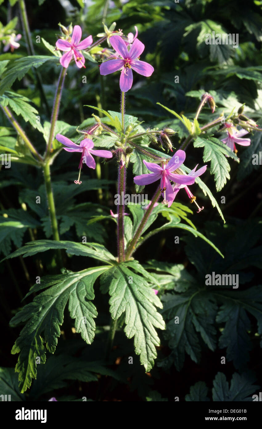 Geranium geranium canariense hi-res stock photography and images - Alamy