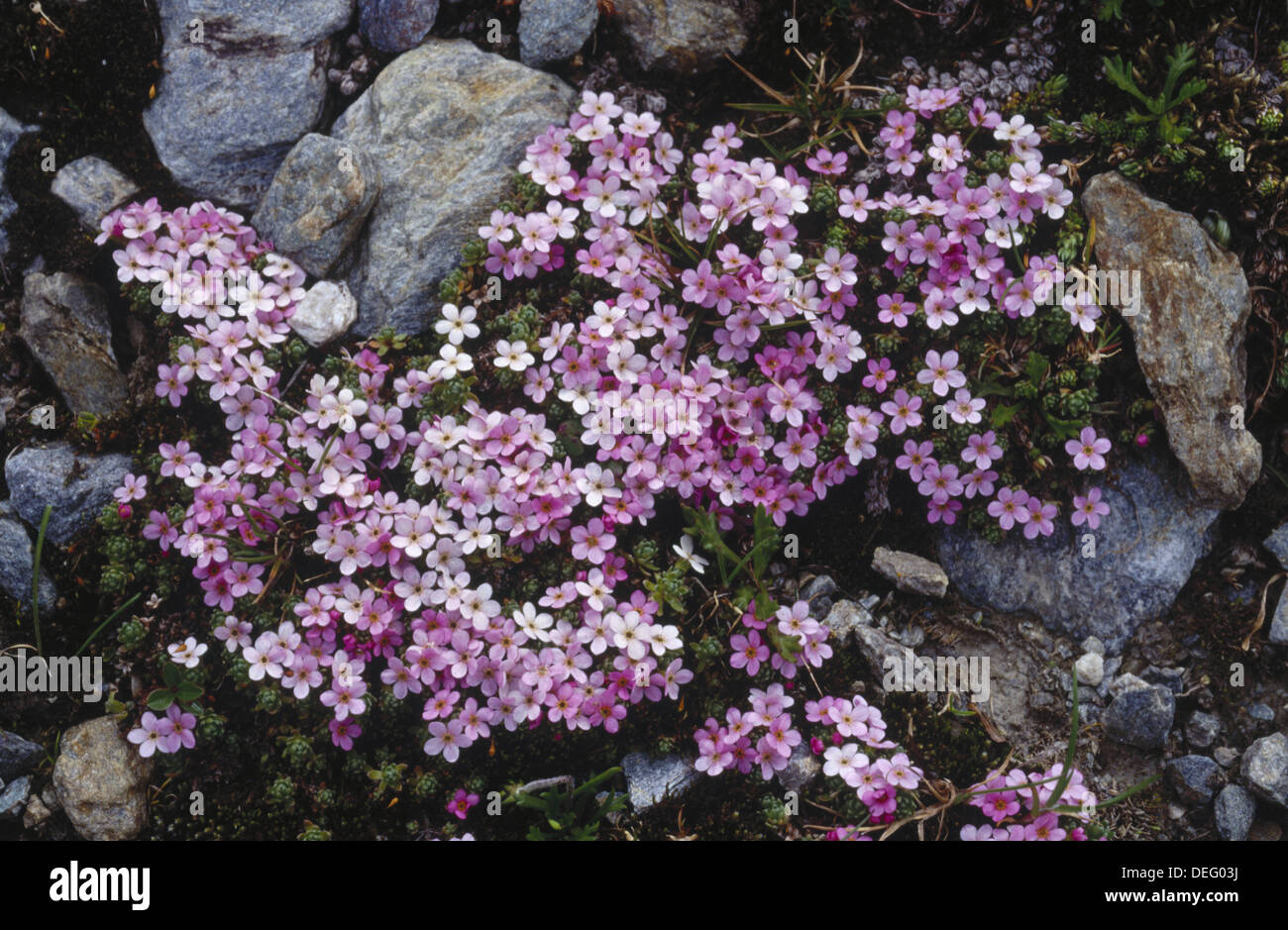 Androsace Alpina High Resolution Stock Photography and Images - Alamy