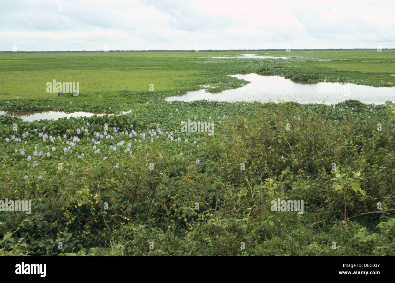 Llanos apure venezuela hi-res stock photography and images - Alamy