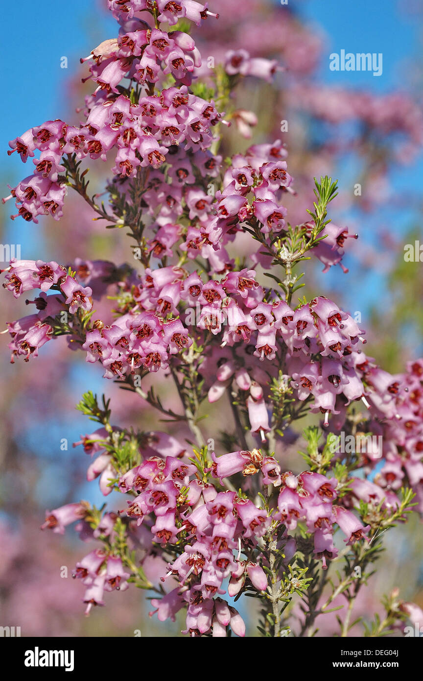 Erica australis hi-res stock photography and images - Alamy