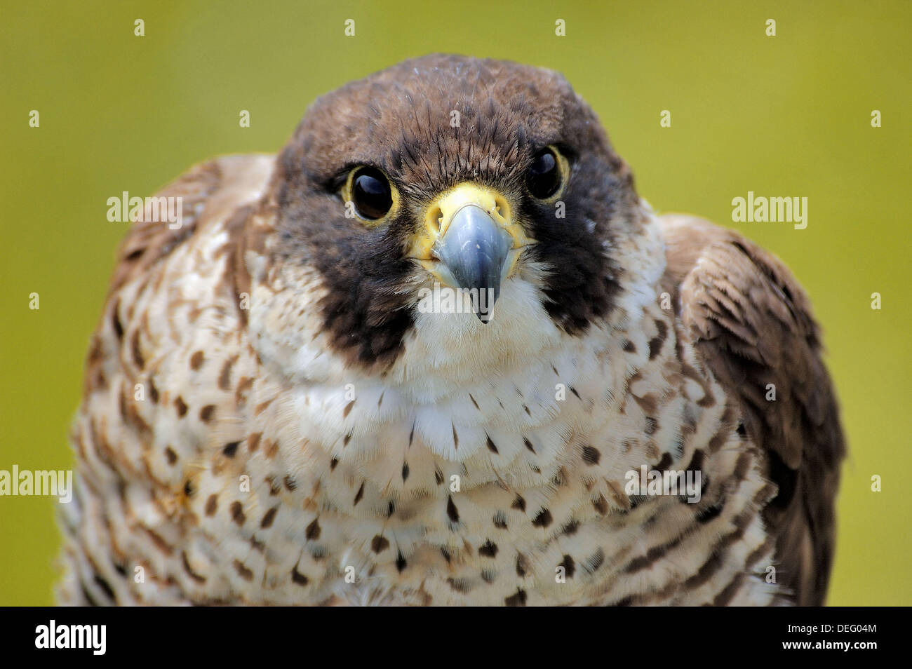 Peregrine falcon looking at camera hi-res stock photography and images ...