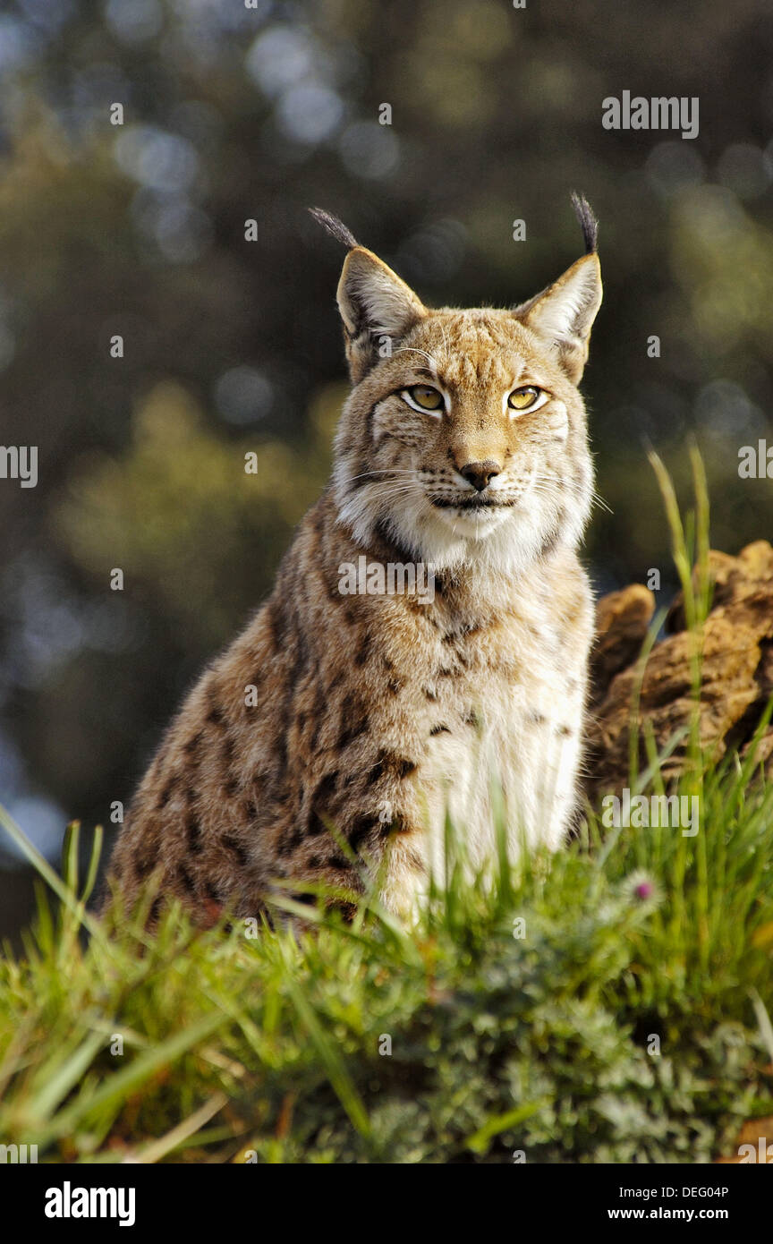 Lynx headshot hi-res stock photography and images - Alamy