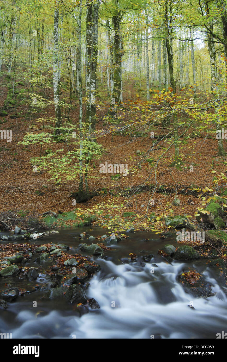 Quinto real hi-res stock photography and images - Alamy