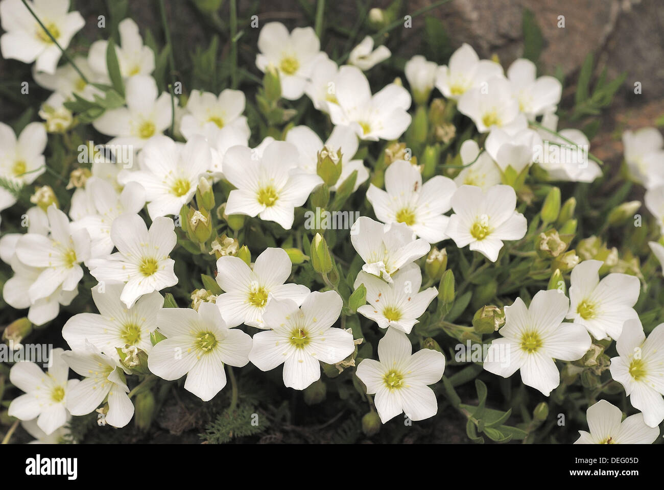 Arenaria montana hi-res stock photography and images - Alamy