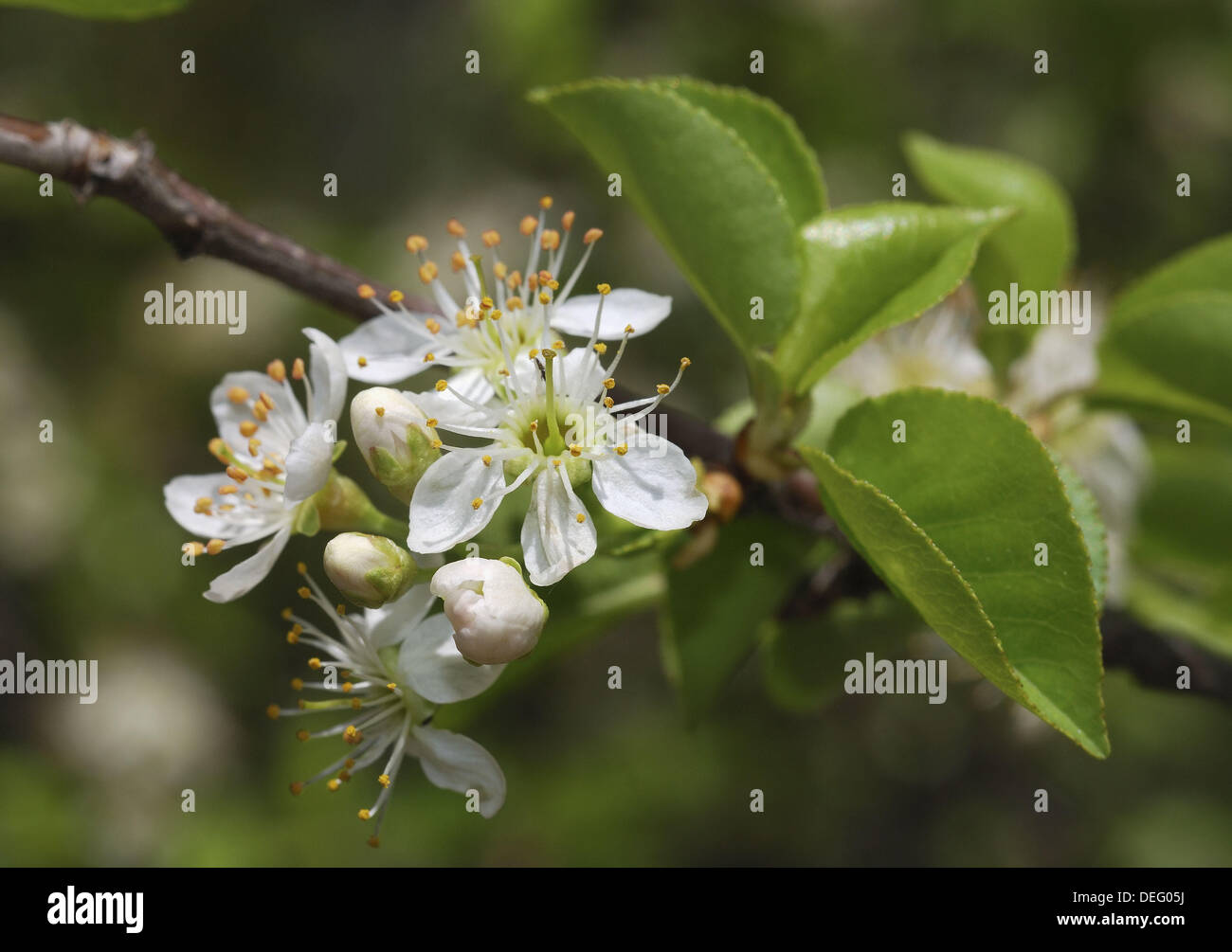 Mahaleb cherry hi-res stock photography and images - Alamy