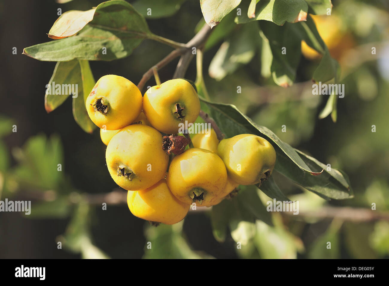 Crataegus azarolus hi-res stock photography and images - Alamy