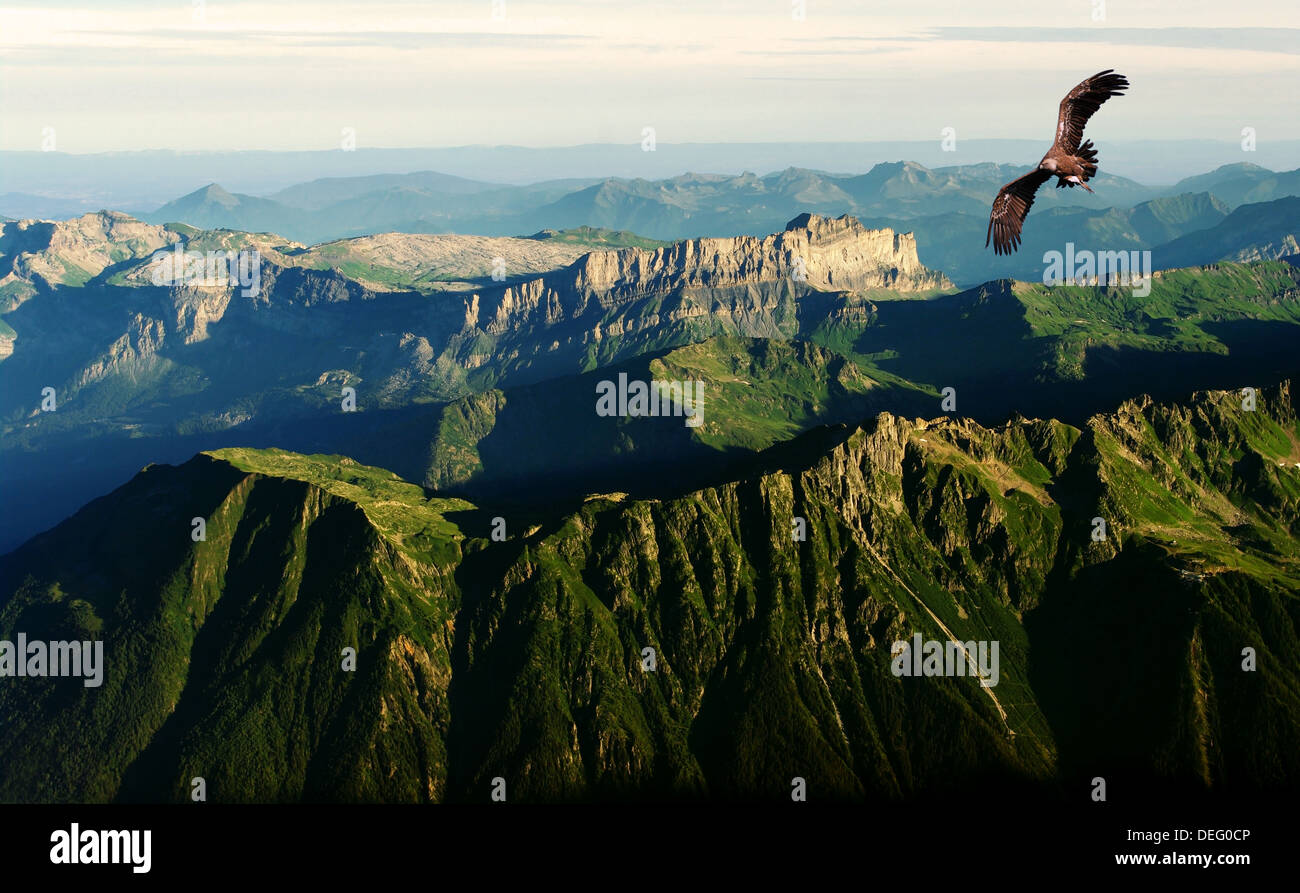 vulture flying above the Alps Stock Photo - Alamy
