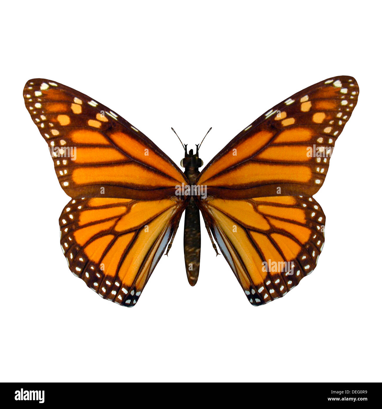 Nymphalidae monarch Cut Out Stock Images & Pictures - Alamy
