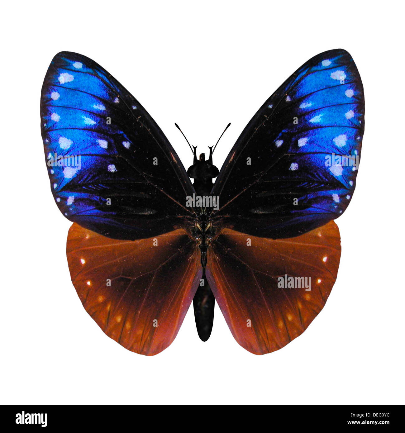 Blue spotted crow hi-res stock photography and images - Alamy