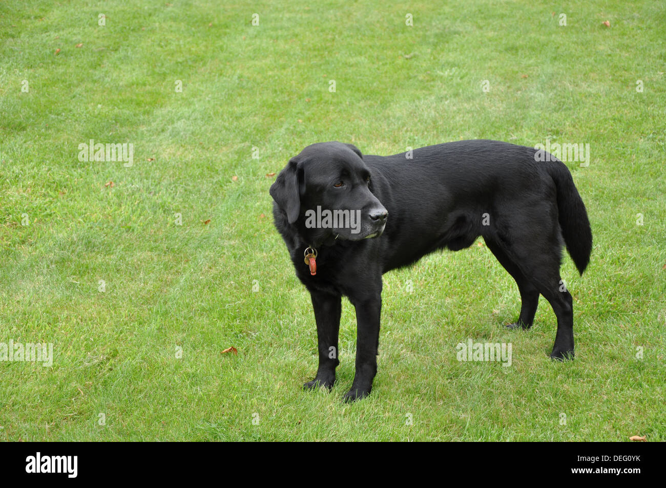 Black Labrador, dog Stock Photo - Alamy