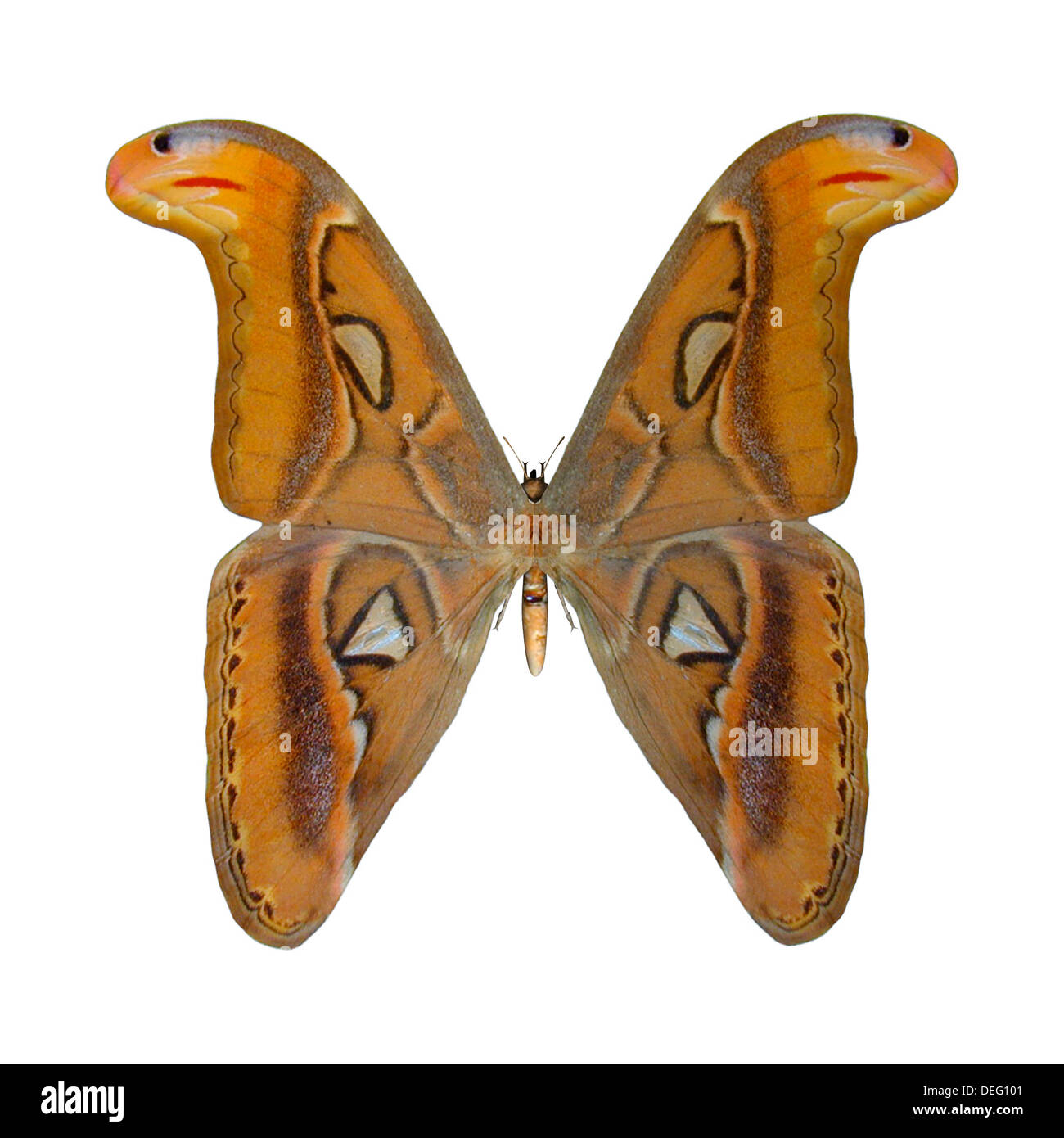 3D digital render of an Atlas moth (Attacus atlas), a large saturniid ...