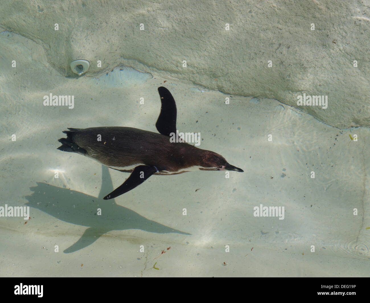 Penguin swim hi-res stock photography and images - Alamy