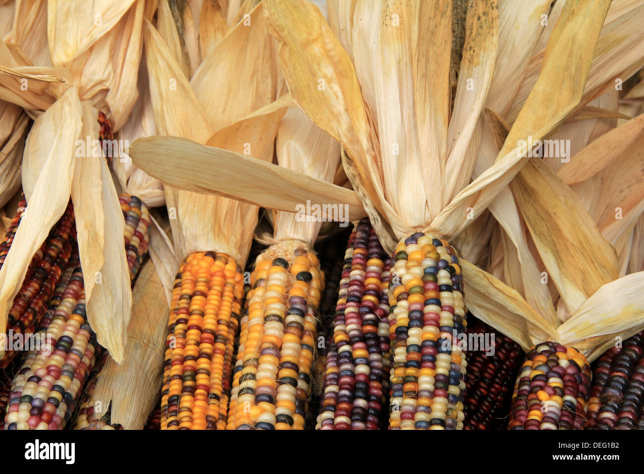Corn stalk decoration hi-res stock photography and images - Alamy