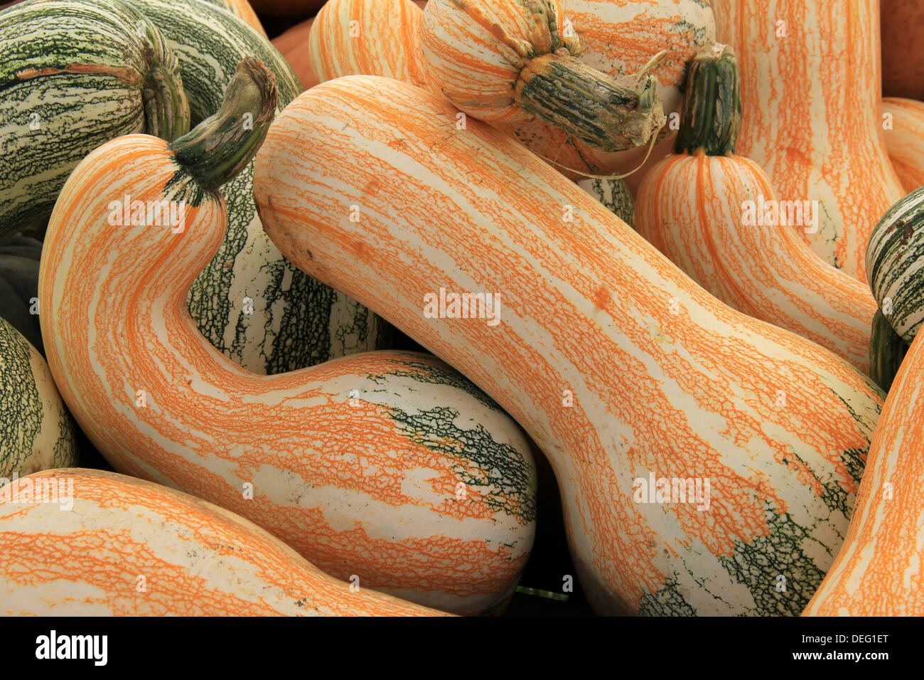 Colorful image of Fall squash on display at local farmers market Stock ...