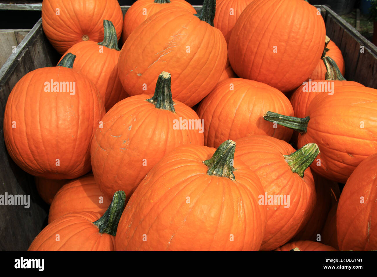 Big orange pumpkins gathered together and displayed in old wood crate ...