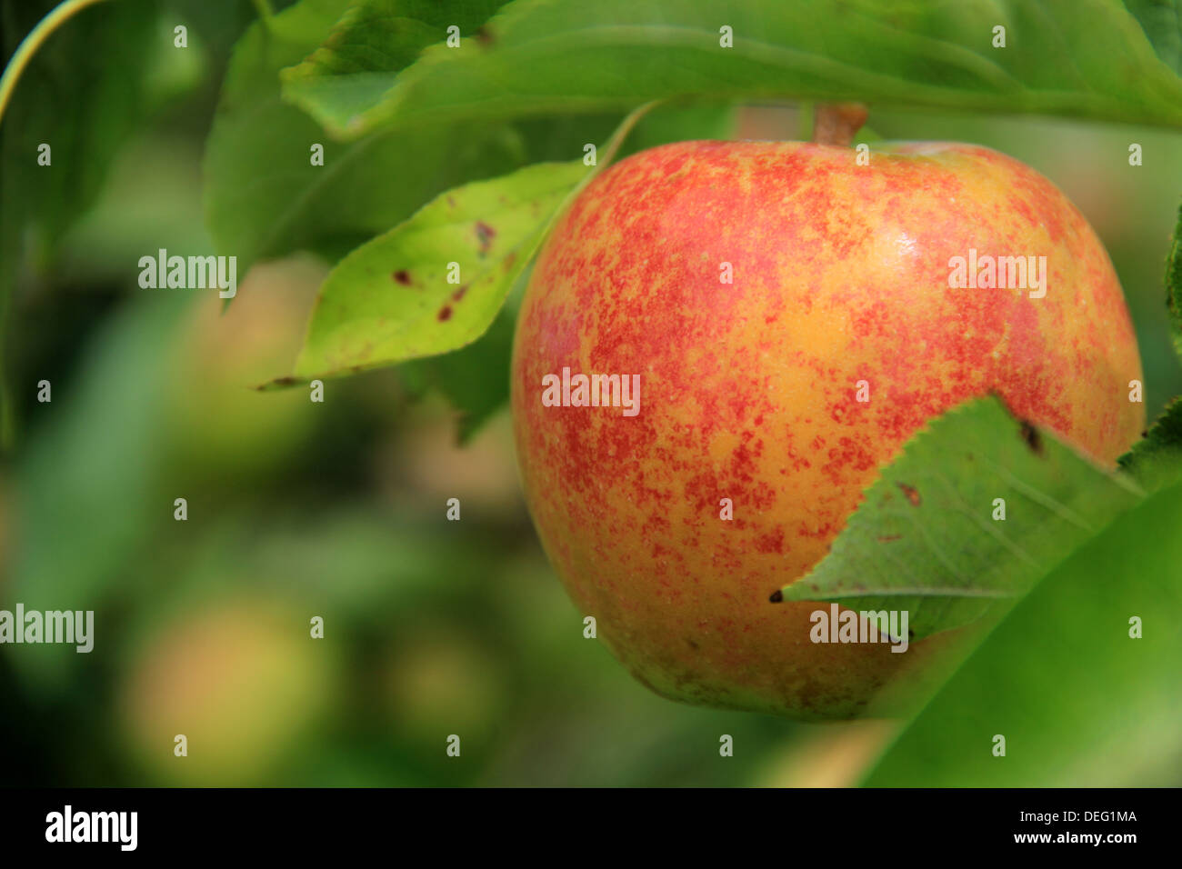 Single apple hanging from branches of apple tree in fruit orchard Stock ...