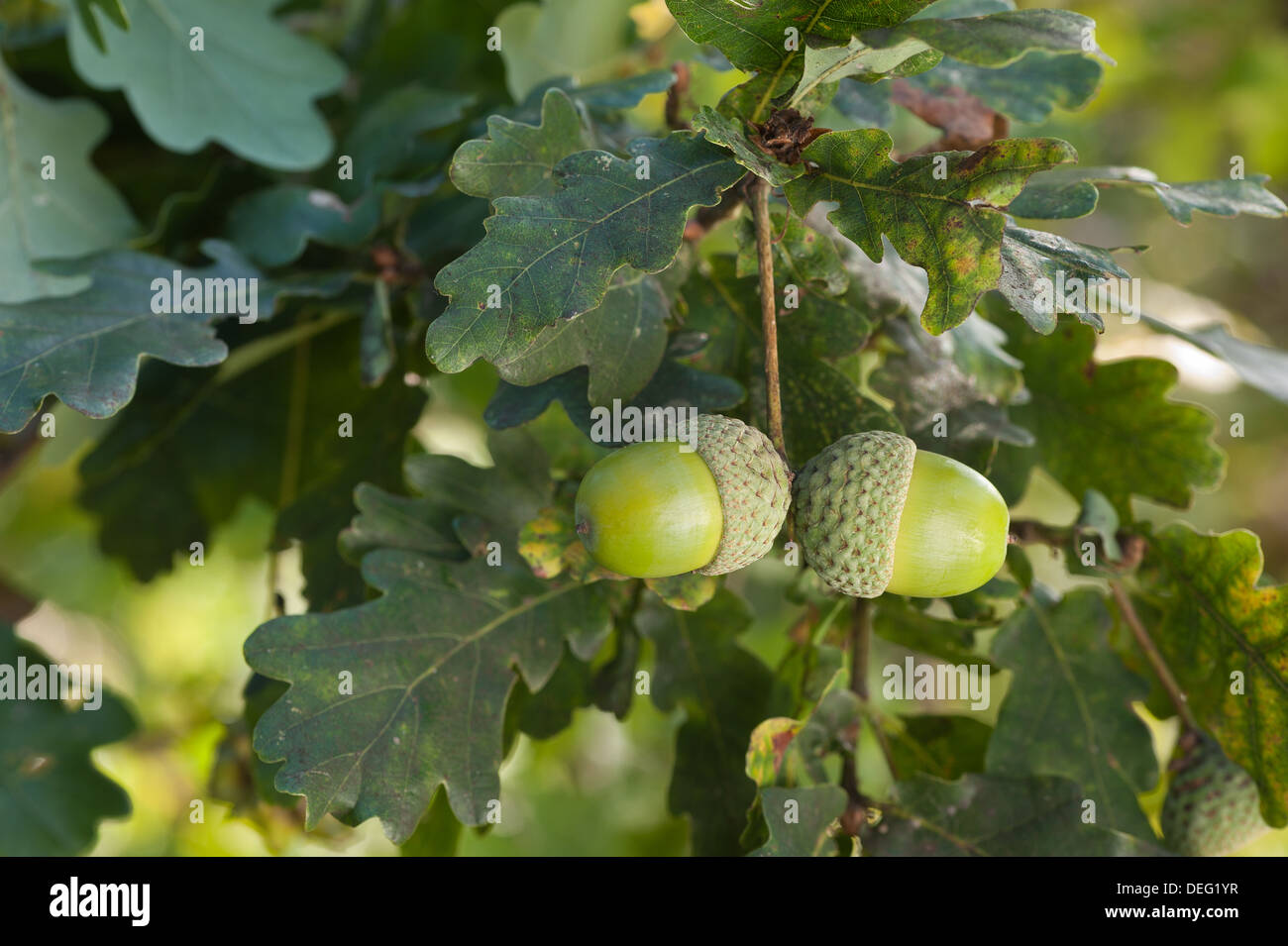 Quercus robur mature oak acorns becoming ready in early autumn late ...