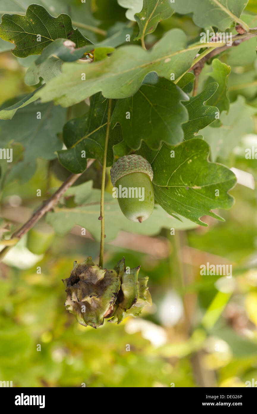 Quercus robur mature oak acorns becoming ready in early autumn late ...