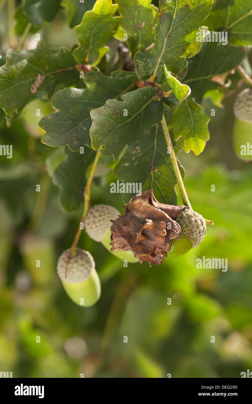Quercus robur mature oak acorns becoming ready in early autumn late ...