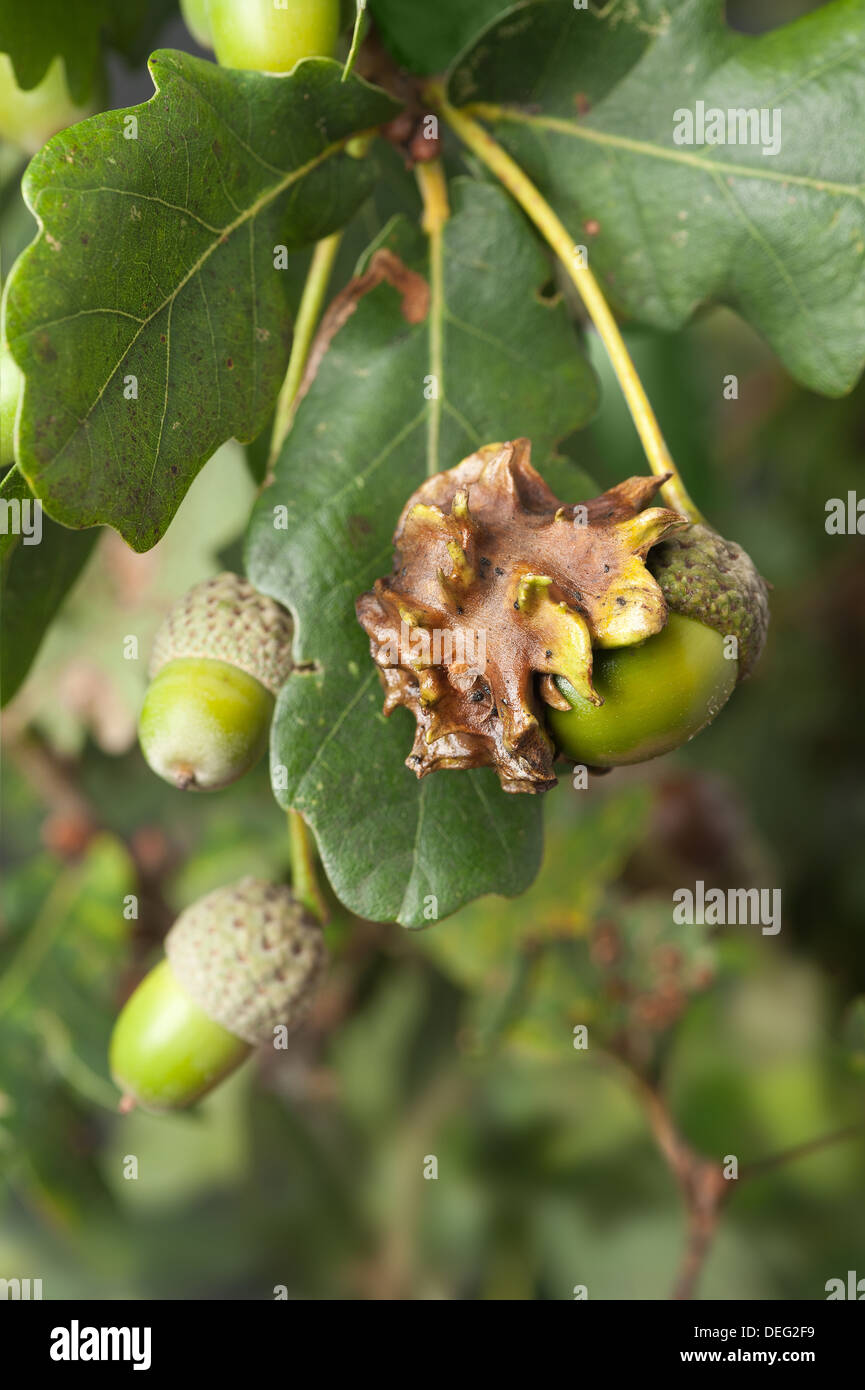 Quercus robur mature oak acorns becoming ready in early autumn late ...