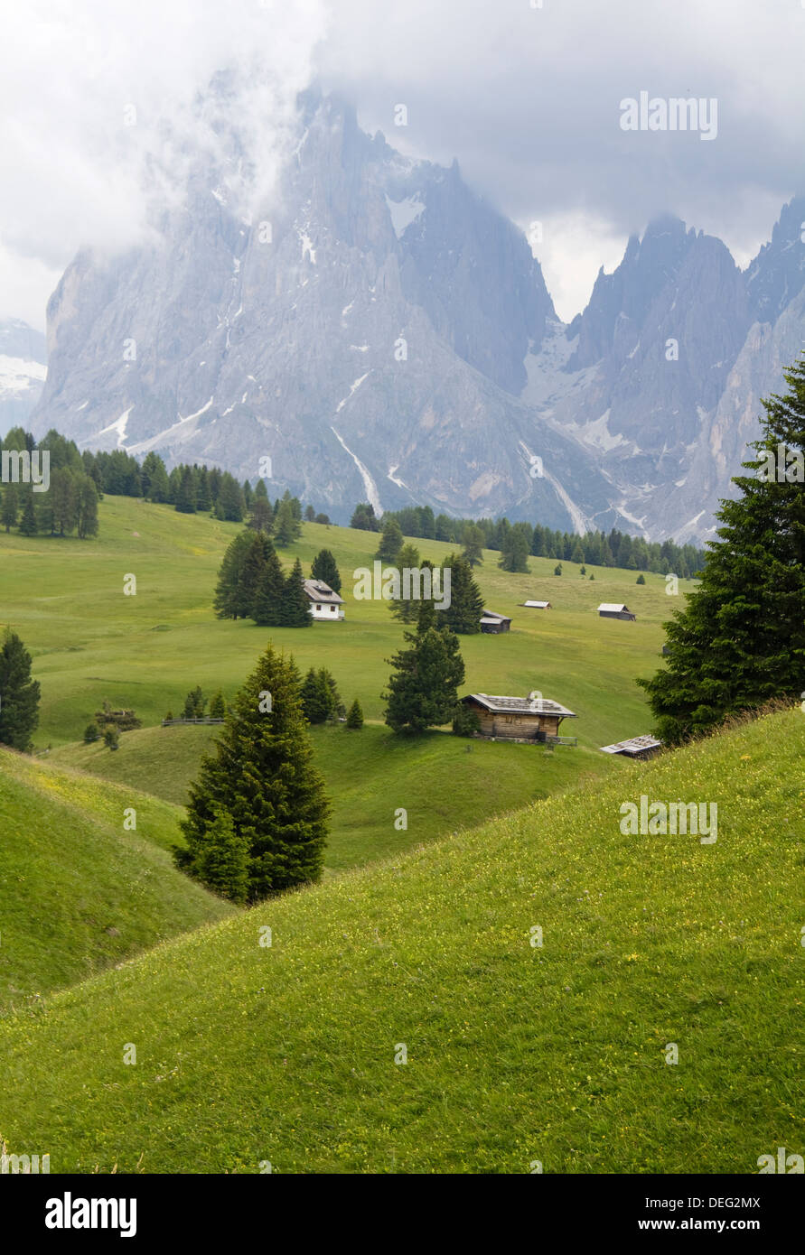 Alps meadows summer alpine flora hi-res stock photography and images ...
