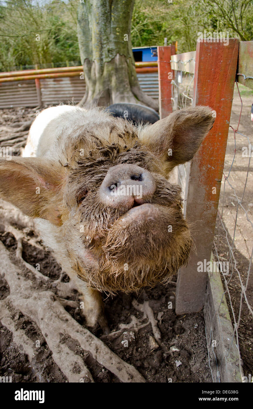 Oink oink hi-res stock photography and images - Alamy