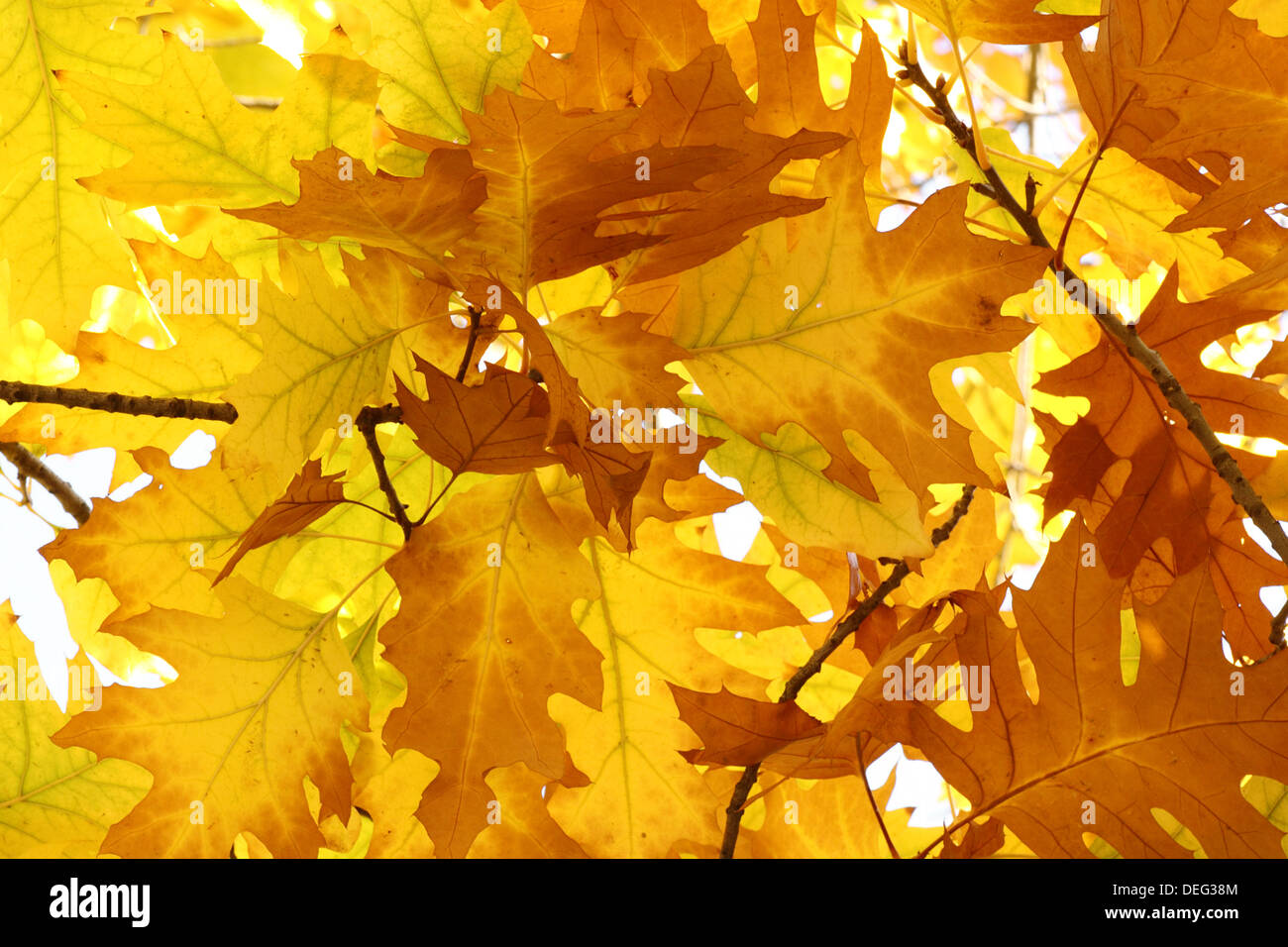 Oak tree fall hi-res stock photography and images - Alamy