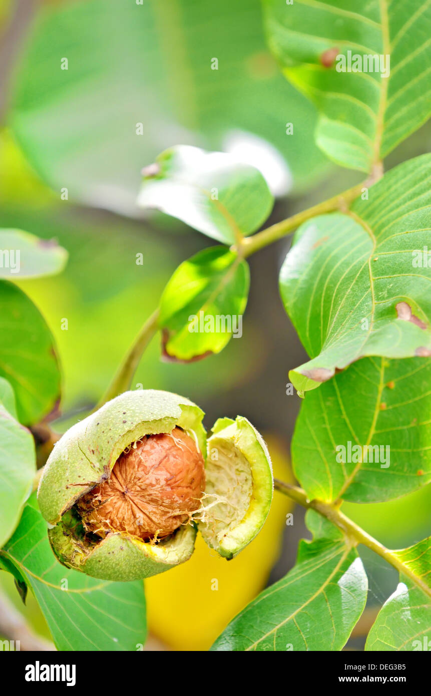 Walnut garden hi-res stock photography and images - Alamy