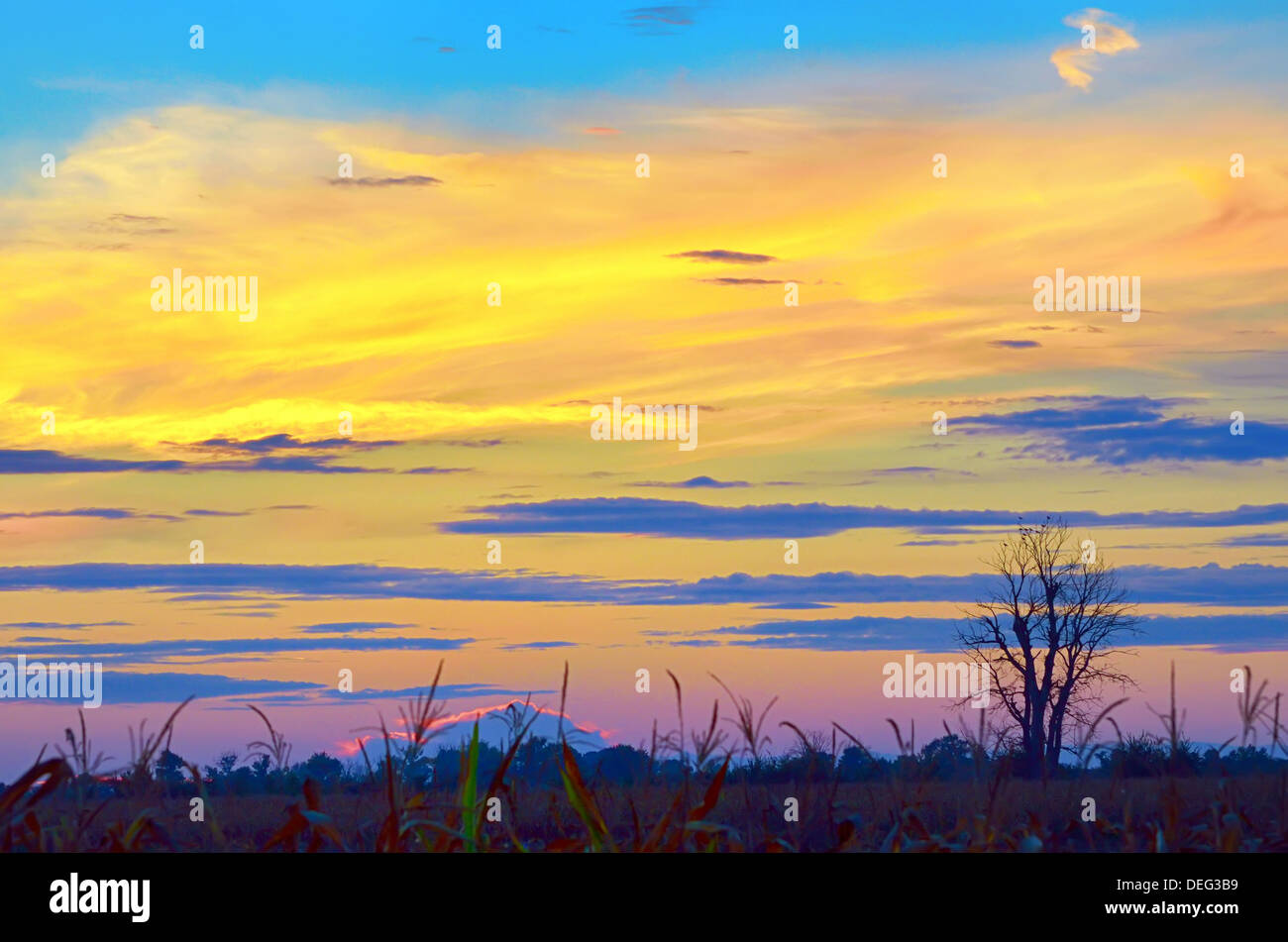 Autumn tree backlit sunset hi-res stock photography and images - Alamy