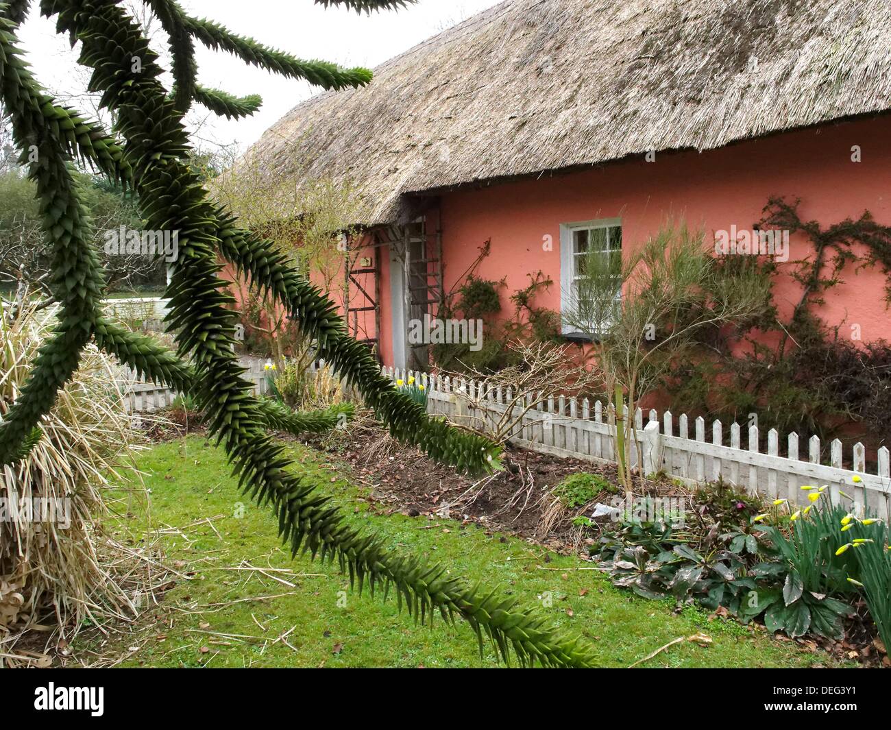 Golden vale farmhouse in bunratty hi-res stock photography and images ...
