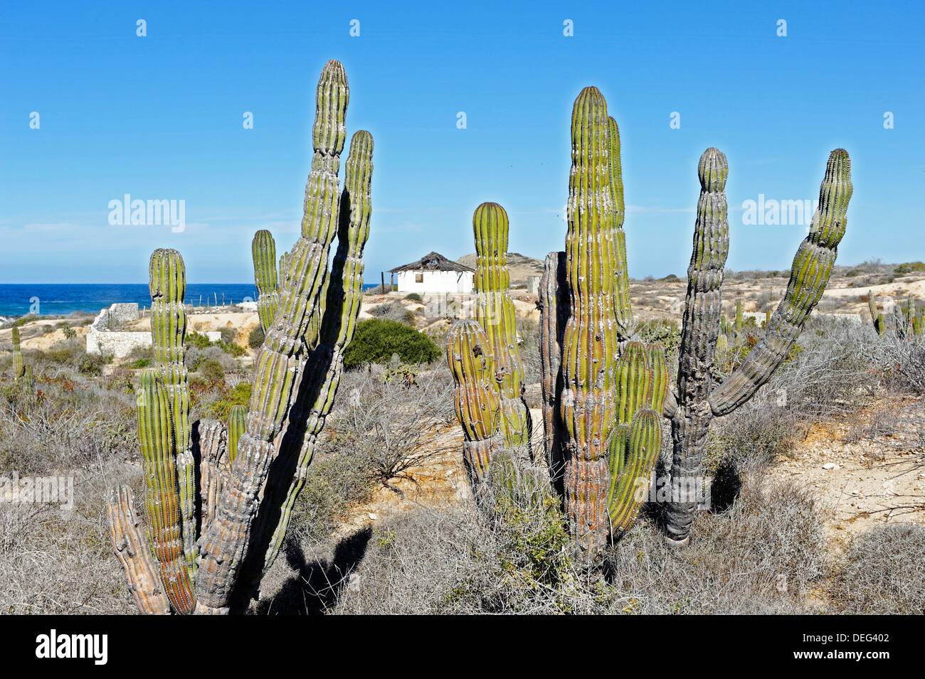 Monotypic species hi-res stock photography and images - Alamy