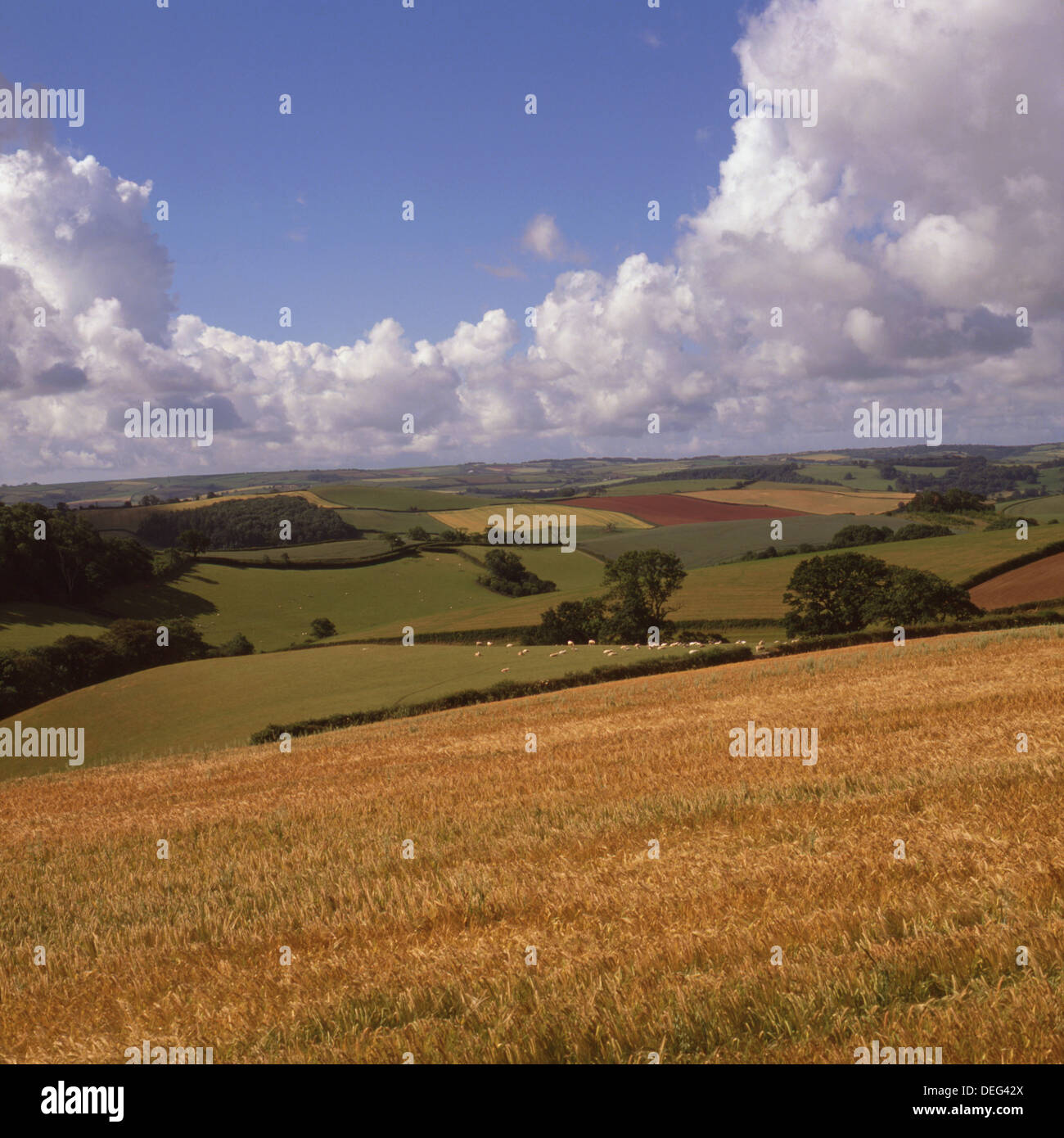 Grain scene hi-res stock photography and images - Alamy