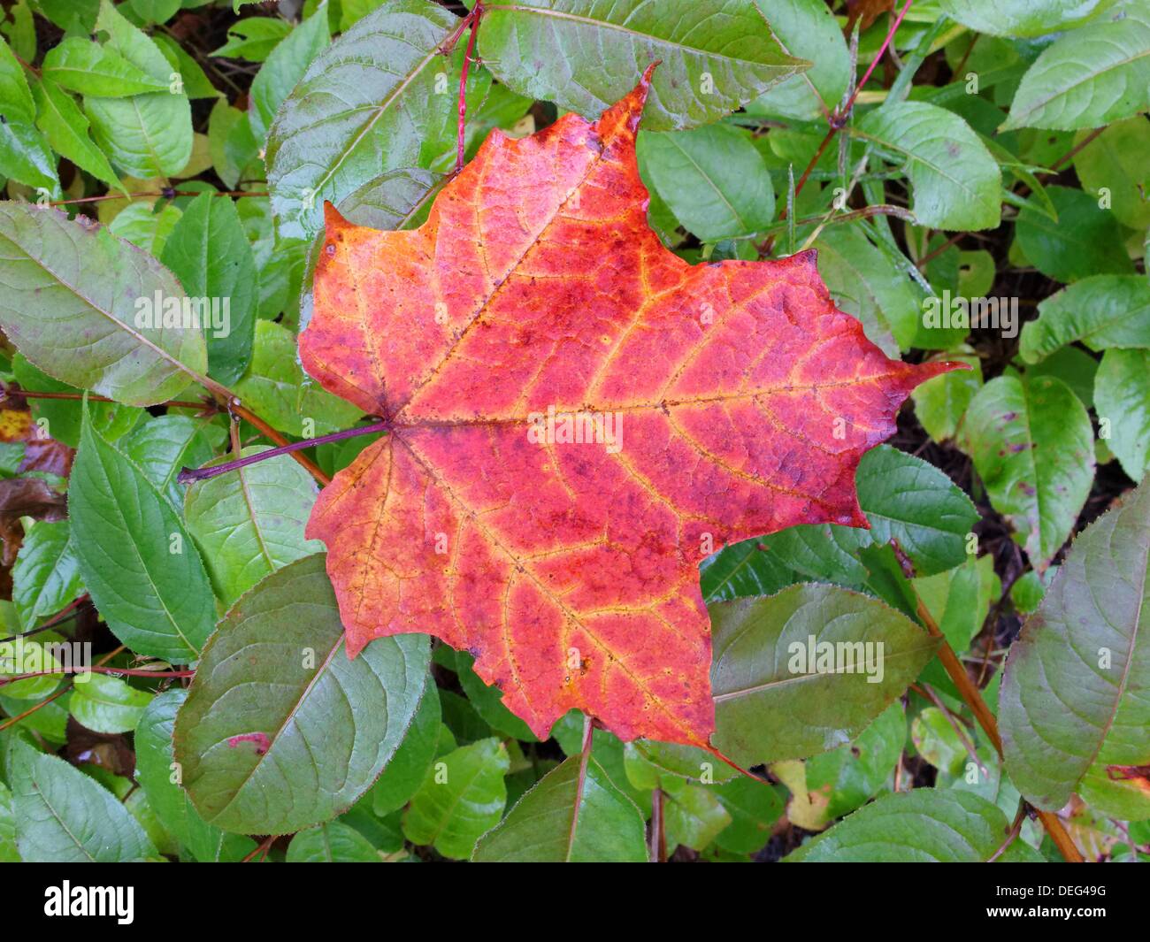 Know the swamp hi-res stock photography and images - Alamy