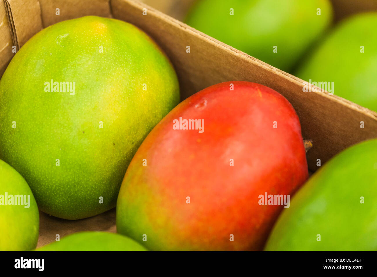 Mango's in a box. Fresh Mangoes in a cardboard crate Stock Photo - Alamy
