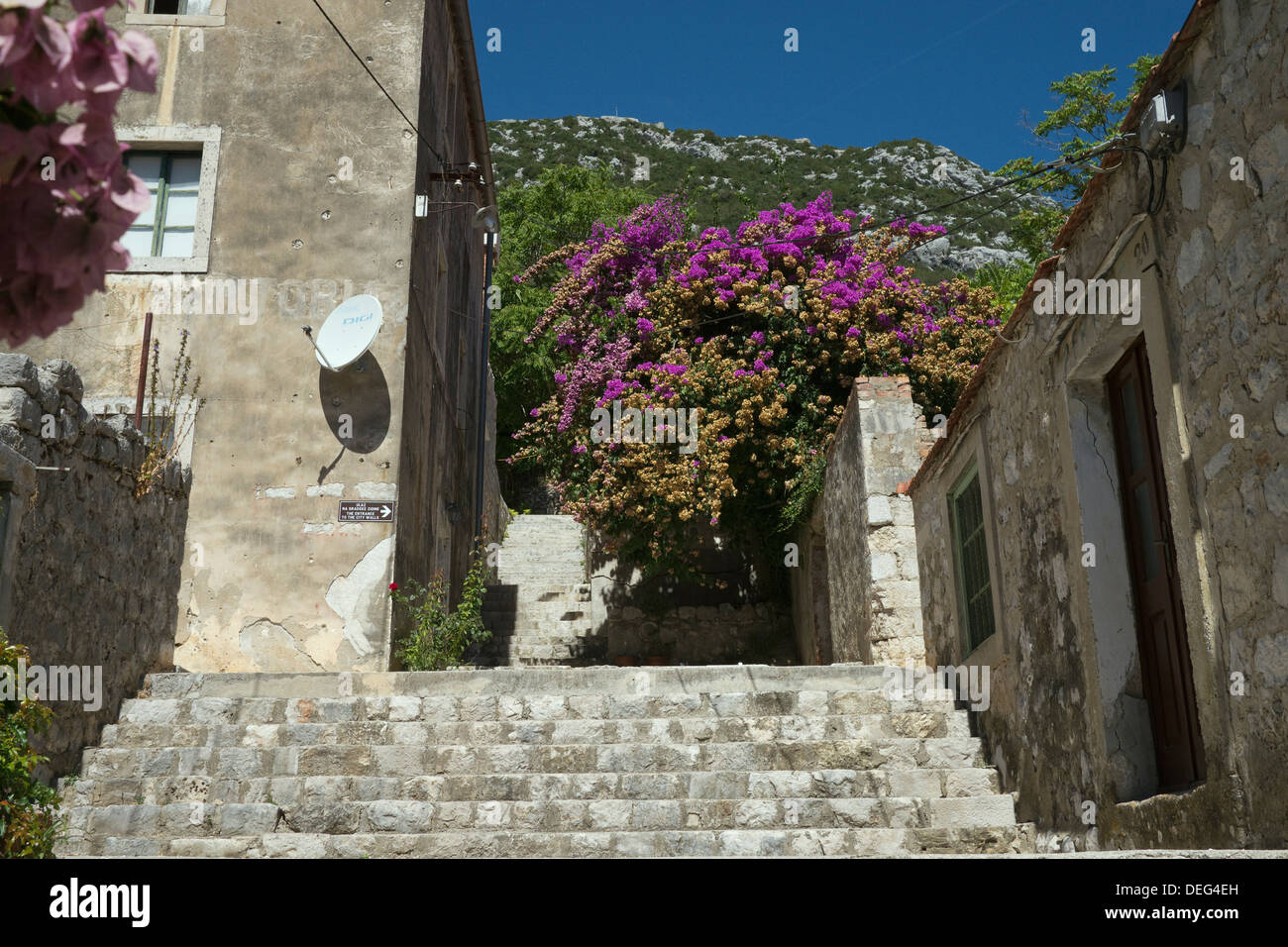 bushes in bloom in the old village Ston, Croatia Stock Photo - Alamy