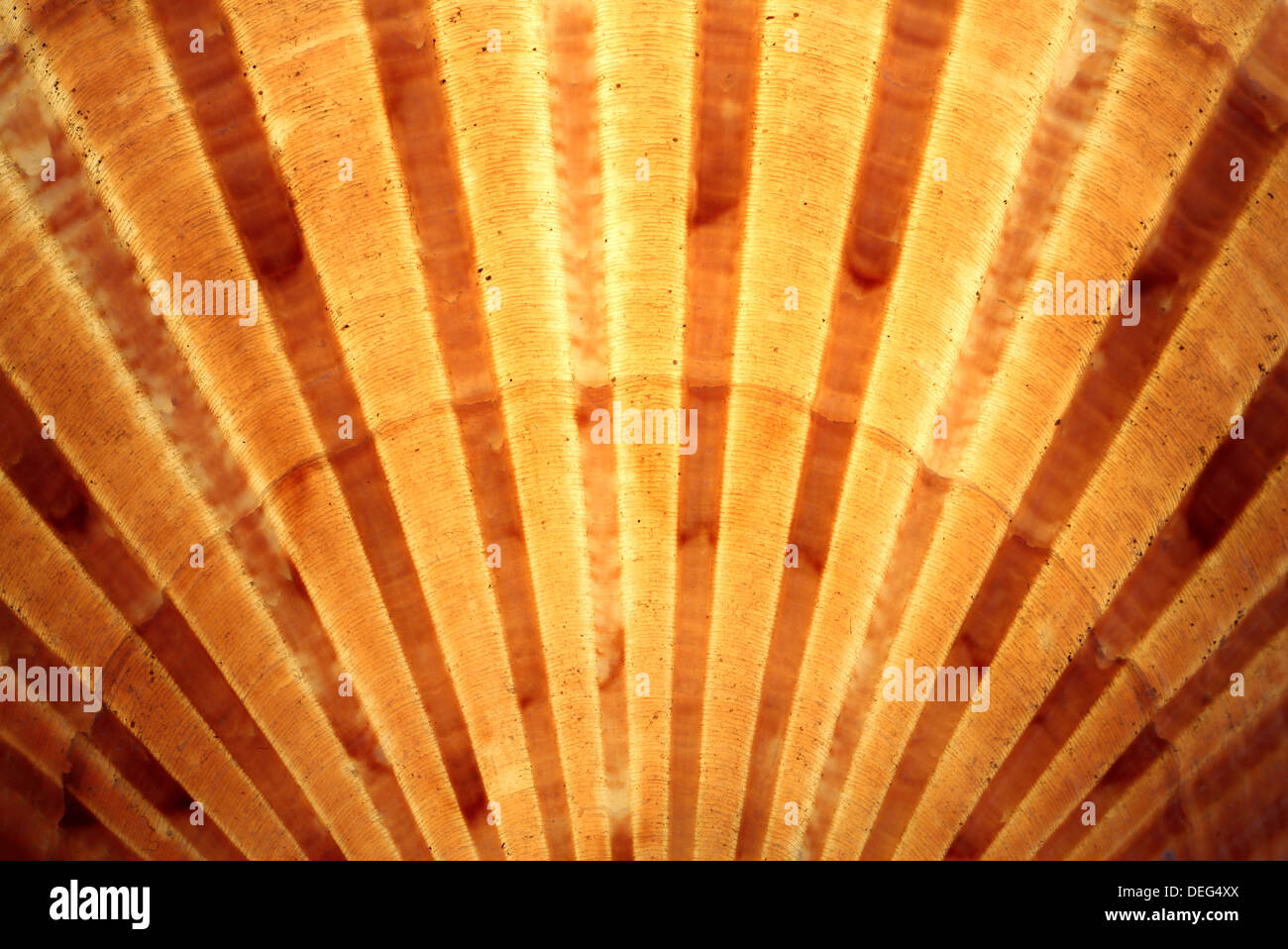 Scallop pattern hi-res stock photography and images - Alamy