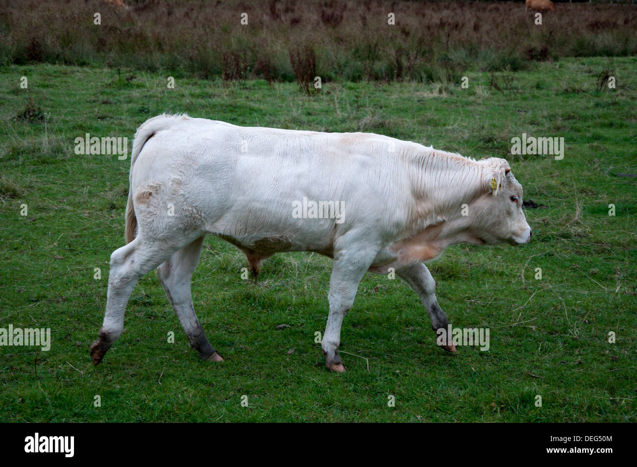 White bull hi-res stock photography and images - Alamy