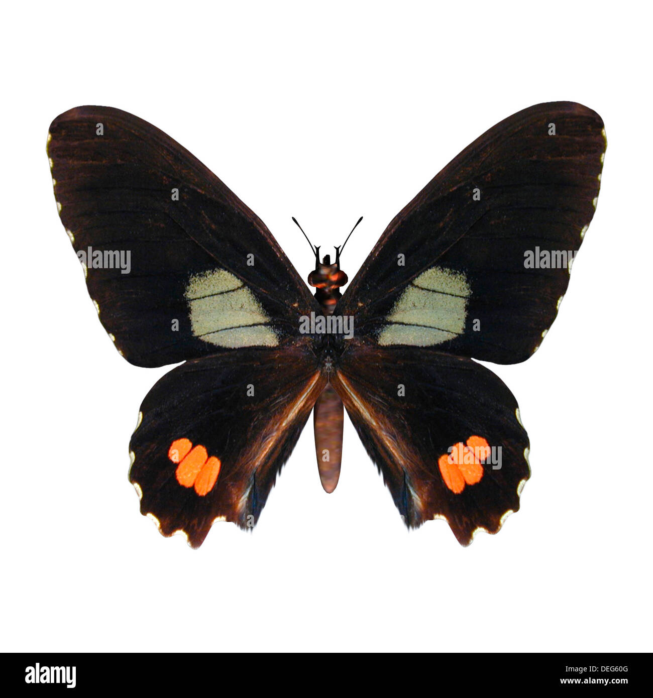 3D digital render of a Ruby-spotted Swallowtail or Red-spotted ...